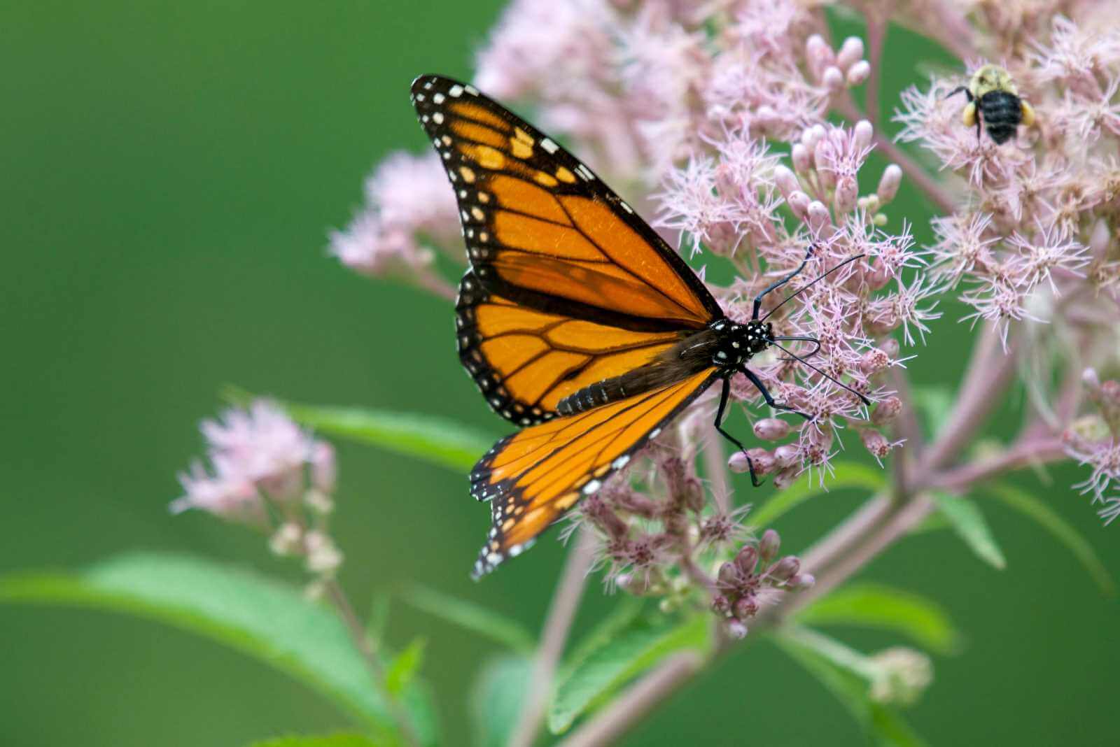 Native And Adapted Plants - Landscape For Life